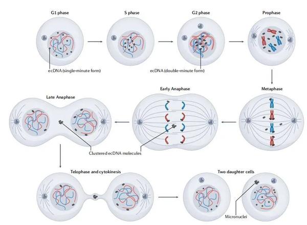 Nat Rev | 癌症中的染色体外DNA扩增 - 知乎
