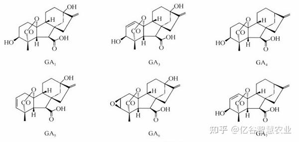 赤霉素的发现与种类 - 知乎