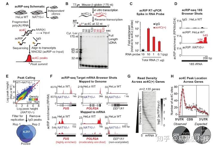 RNA甲基化修饰整体研究方案——m6A、m5C、m1A、m7G、ac4C、RNA与蛋白互作（RIP） - 知乎