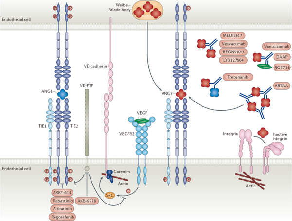 ANG-TIE2轴：肿瘤免疫治疗绕不开的靶点 - 知乎