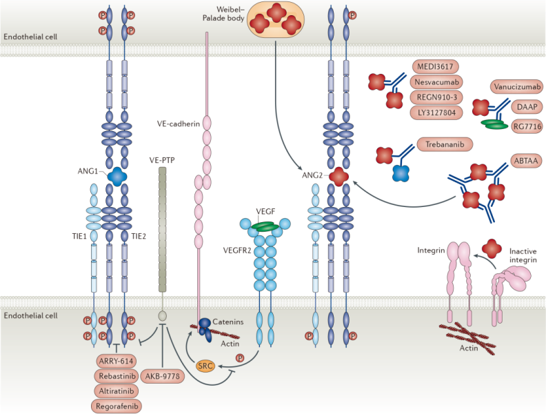 ANG-TIE2轴：肿瘤免疫治疗绕不开的靶点 - 知乎