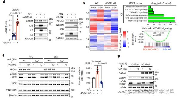Nature metabolism| ABCA1通过调节胆固醇代谢调节mTORC1活性参与衰老和炎症反应 - 知乎
