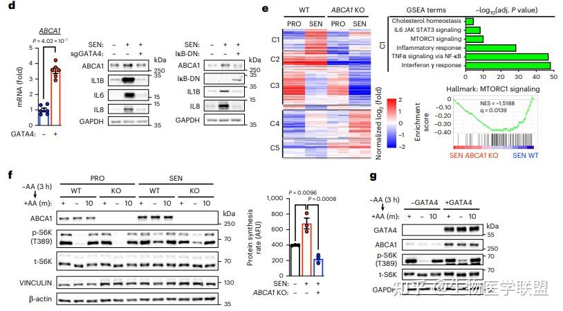 Nature metabolism| ABCA1通过调节胆固醇代谢调节mTORC1活性参与衰老和炎症反应 - 知乎
