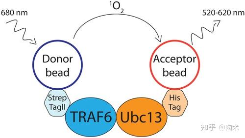 如何选择合适的RING E3连接酶小分子抑制剂？ - 知乎