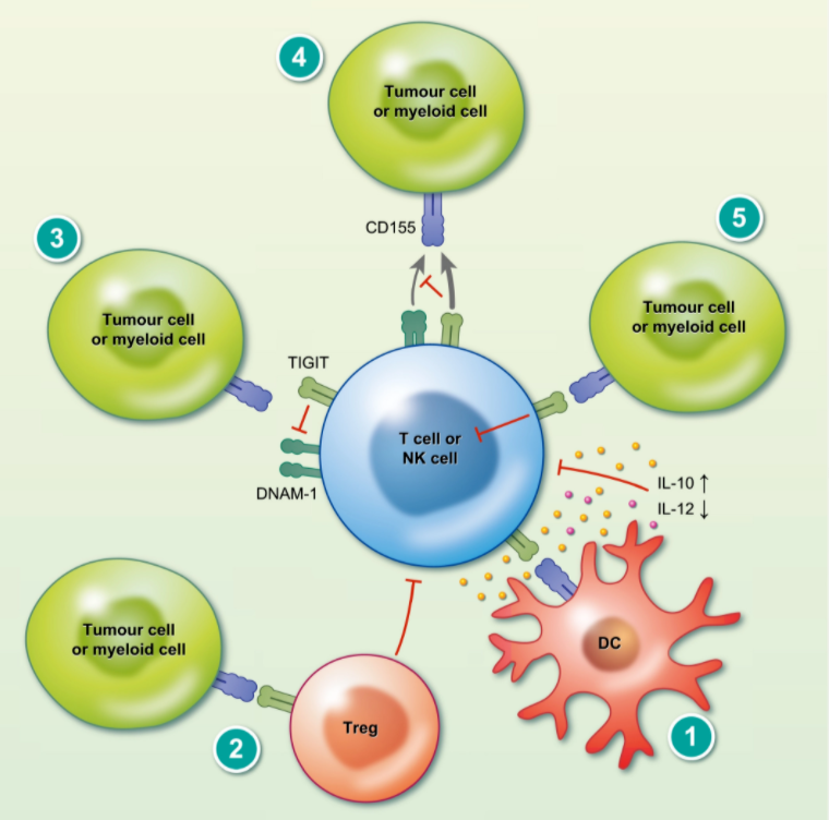 持续落败K药后，BMS发力“TIGIT、LAG3、TIM-3” - 知乎