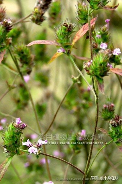 香薷（中药材资料、植物图像、含香薷的中成药） - 知乎