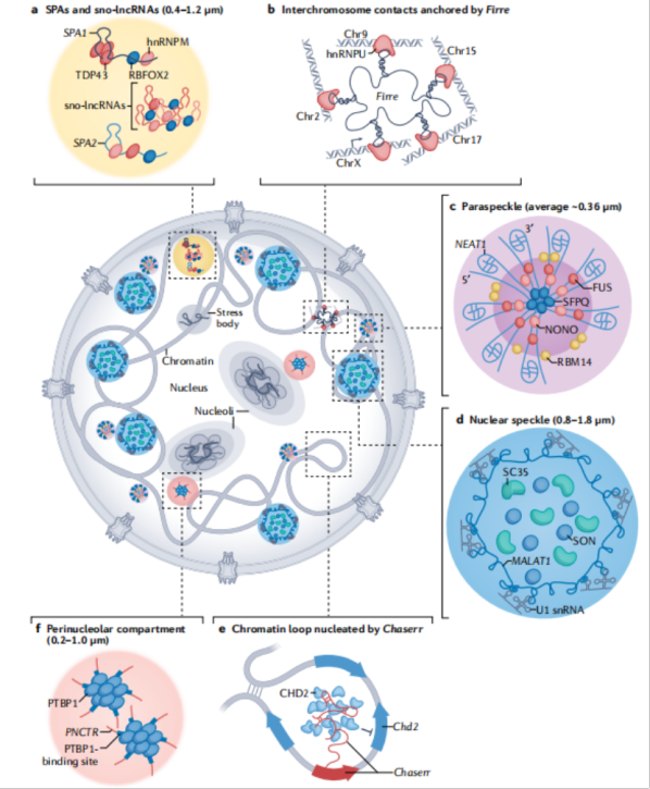 Nature Reviews综述 | LncRNA的定义、功能、挑战和建议 - 知乎
