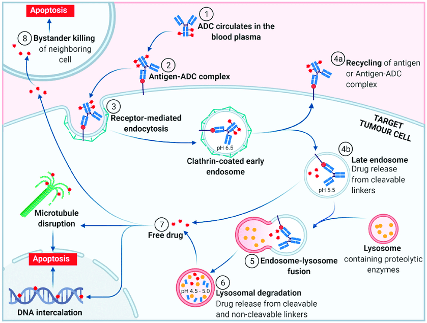 整合性生物分析在抗体偶联药物（ADC）DMPK研究中的应用 - 知乎