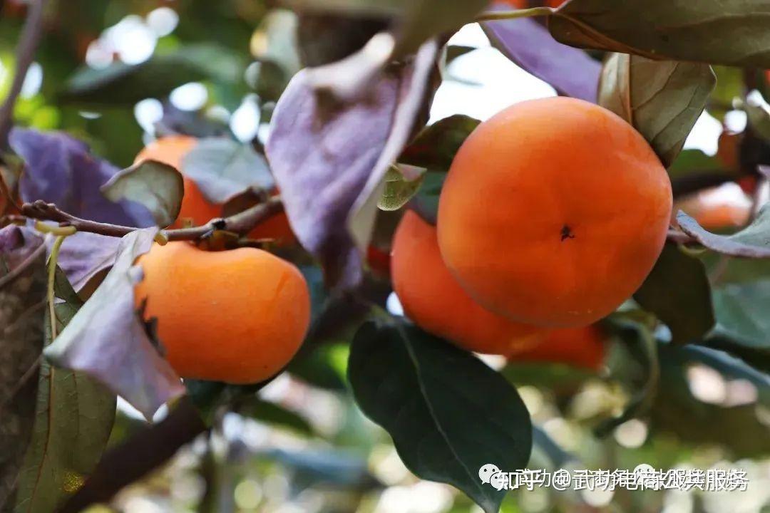 “醉”美乡村“柿柿红” - 知乎