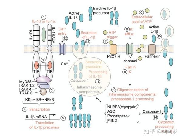 IL-1β - 知乎