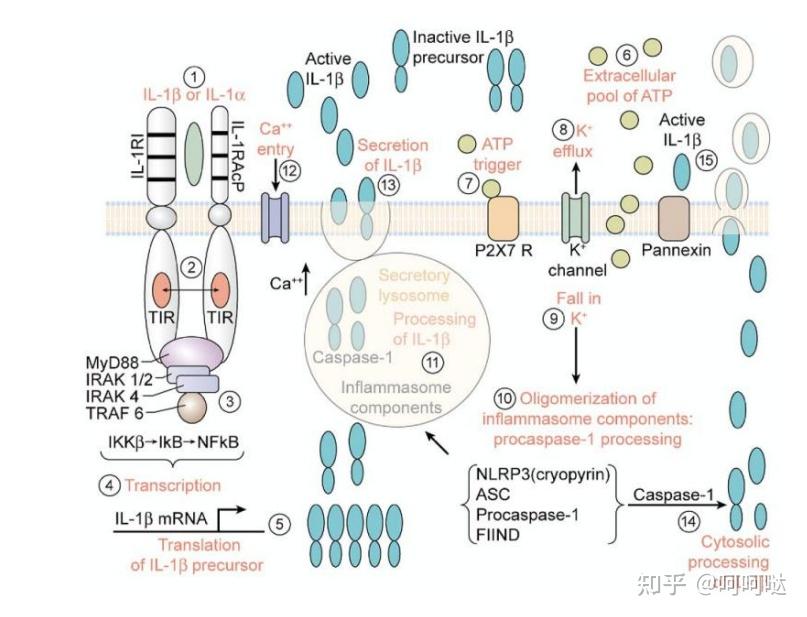 IL-1β - 知乎