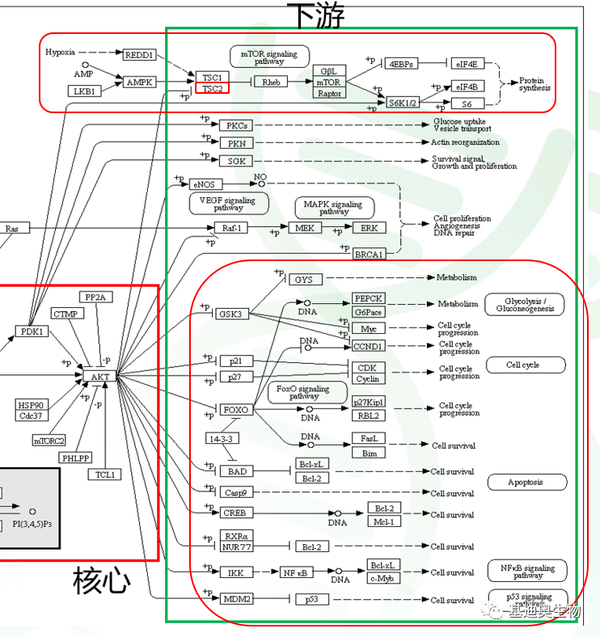 PI3K-AKT通路专题解析（下） - 知乎