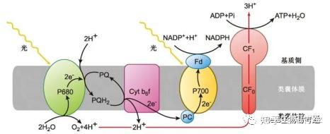 细胞生物学高频考点（十二）之光合作用的光反应内容及思维导图 - 知乎