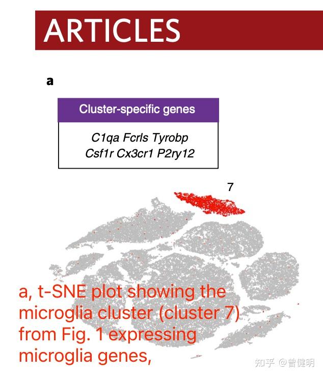 使用AUCell结合单细胞亚群标记基因列表来判断亚群名字 - 知乎