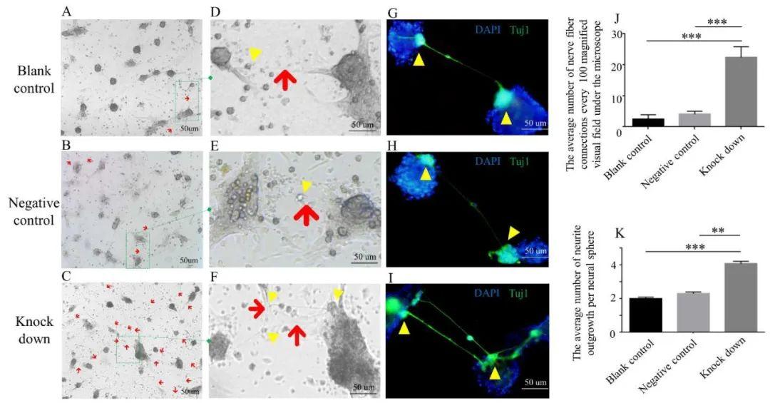 新时代研究模型 | 类器官与慢病毒更配哦！ - 知乎