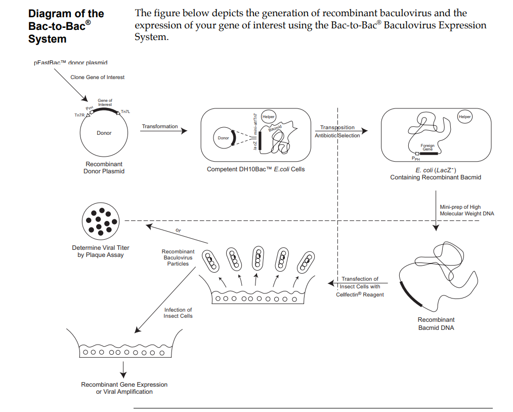 详解昆虫杆状病毒表达系统 - 知乎