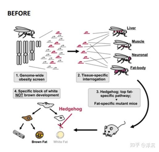 投稿 | Cell Press：4个案例教会你制作图形摘要！ - 知乎