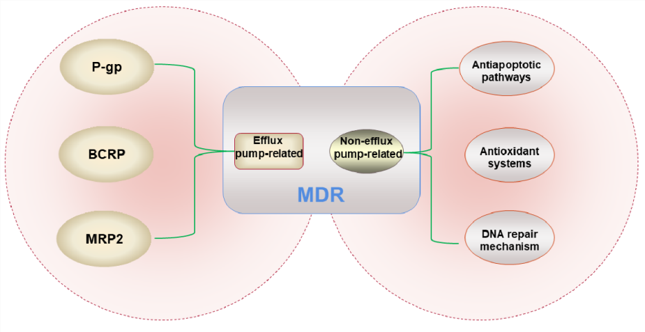 AJCR 综述︱上海中医药大学王磊/季光/吴涛团队评述多药耐药蛋白在疾病中的作用及研究进展 - 知乎