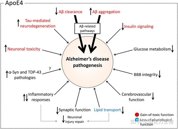 APOE和阿尔茨海默病 - 知乎