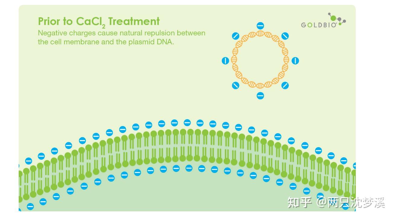 Competent cells - 知乎