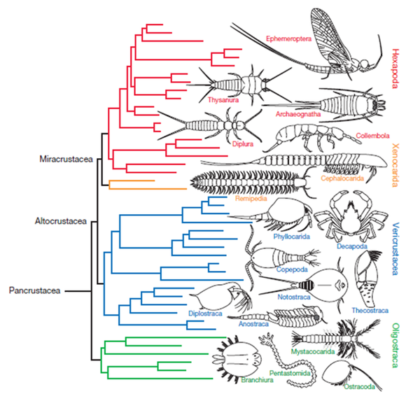 【地球演义】聊聊节肢动物的分类 - 知乎