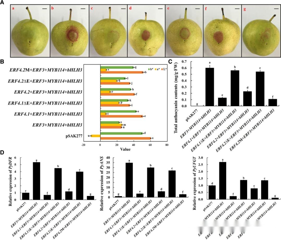【Plant Physiol】乙烯响应因子4.1/4.2与EAR基序互作抑制红皮梨花青素合成 - 知乎