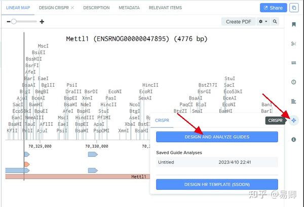 小白快速上手！CRISPR-KO系统的构建 - 知乎