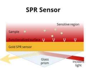 SPR原理及Affinité分子互作系统介绍 - 知乎
