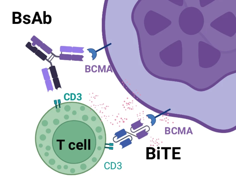 CD3/CD19/BCMA 从肿瘤免疫到自身免疫性疾病的多面利器 - 知乎