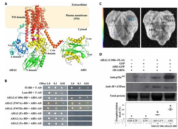 项目文章 | IF=13!福建农林大学许卫锋团队ABA研究成果见刊Sci. Adv. - 知乎