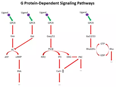 基于GPCR家族的抗体研发现状和展望 - 知乎