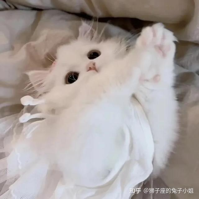 猫咪为什么非要跟你挤一个枕头，在你头顶上睡觉啊？ - 知乎