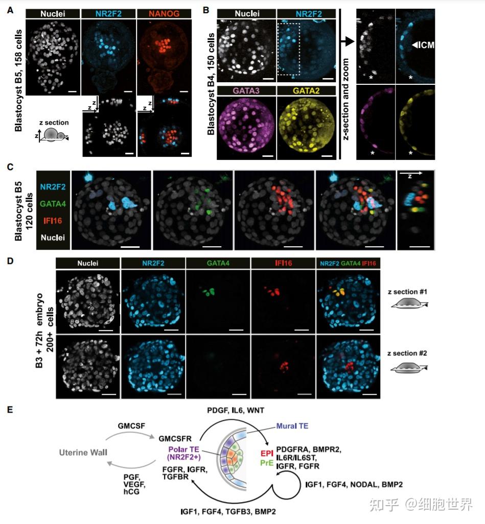Cell Stem Cell | 胚胎单细胞转录组揭示胚胎发育中细胞命运决定过程 - 知乎