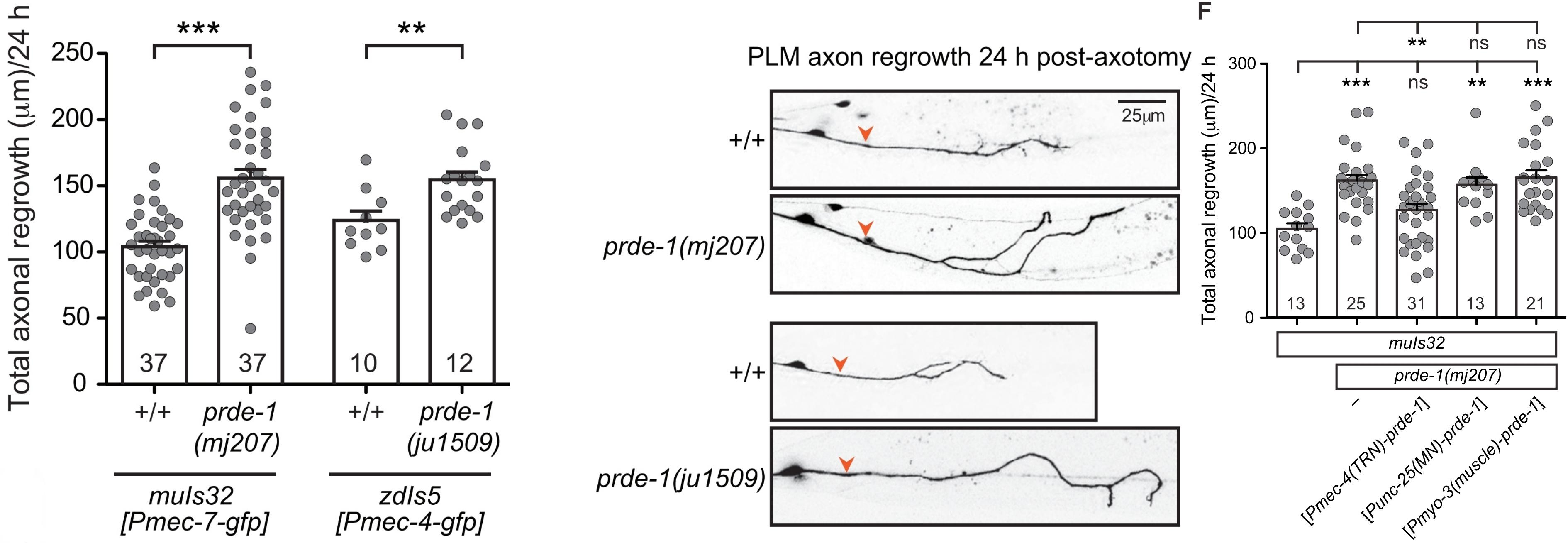 RNA干扰（一）——mi-！si-！pi-！ - 知乎