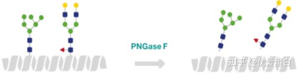 上新！蛋白快速去糖基化酶：Fast PNGase F Kit - 知乎