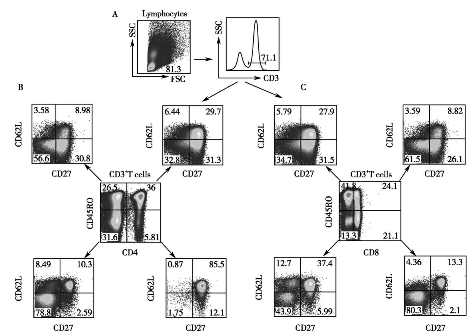 武汉阿波罗医院实习：流式细胞术分析初始T细胞和记忆T细胞 - 知乎