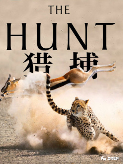 知识就是力量 –– 纪录片推荐《猎捕》｜The Hunt - 知乎