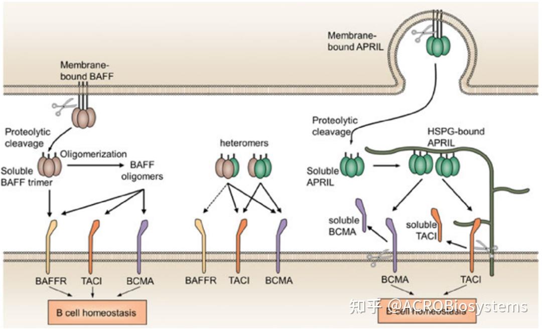 从自免到肿瘤，BAFF的“生存之道” - 知乎