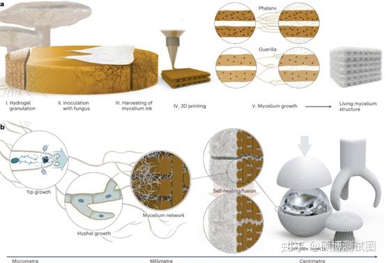 《Nature Materials》：水凝胶3D打印成活体复合材料！ - 知乎