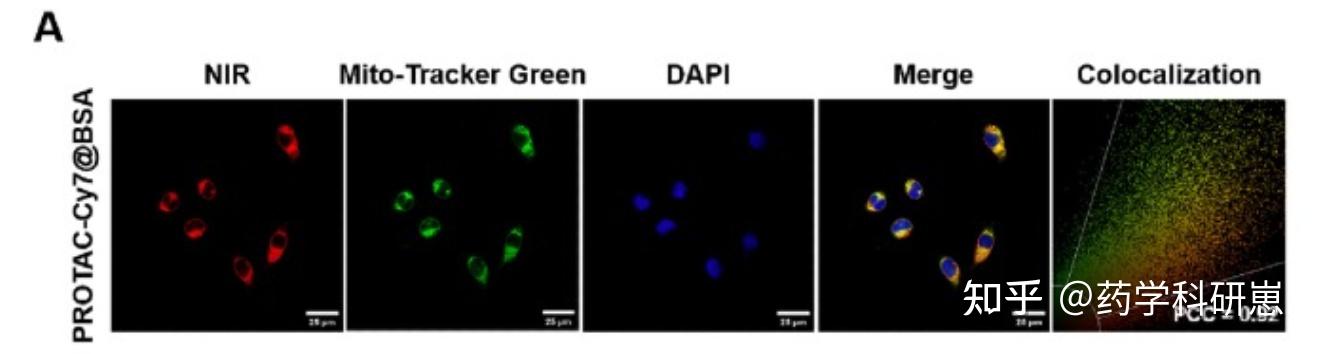 Image J 荧光共定位分析-较老婆版本-迪 - 知乎