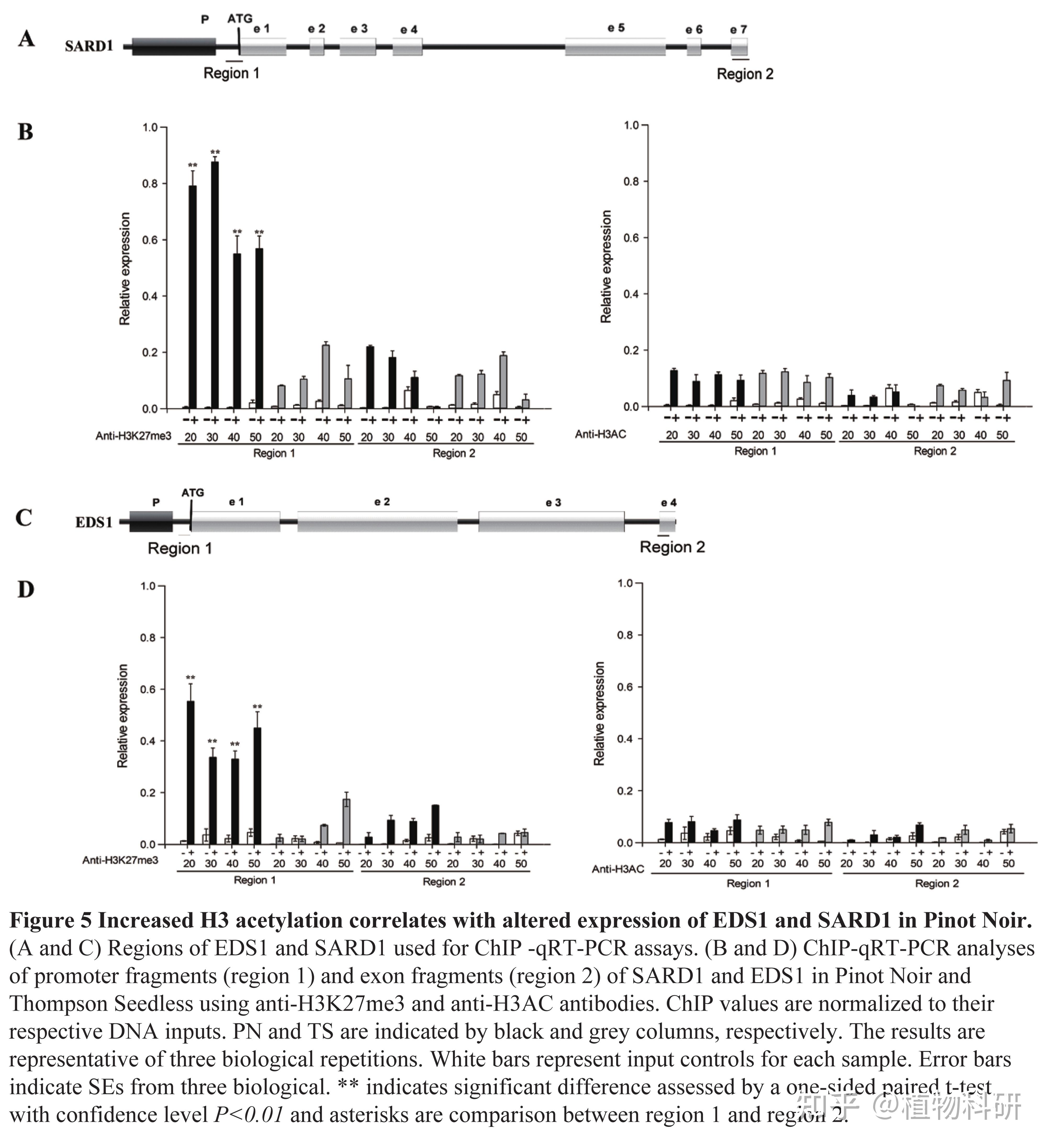 PBJ|西北农林科技大学徐炎研究团队利用Y1H、CHIP等技术揭示了汤普森（葡萄）无核种子败育过程中vHDZ28正向调控水杨酸生物合成 - 知乎