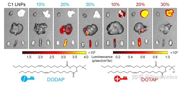 选择性器官靶向（SORT）纳米粒子用于组织特异性mRNA递送和CRISPR/Cas基因编辑（2021.09.07） - 知乎
