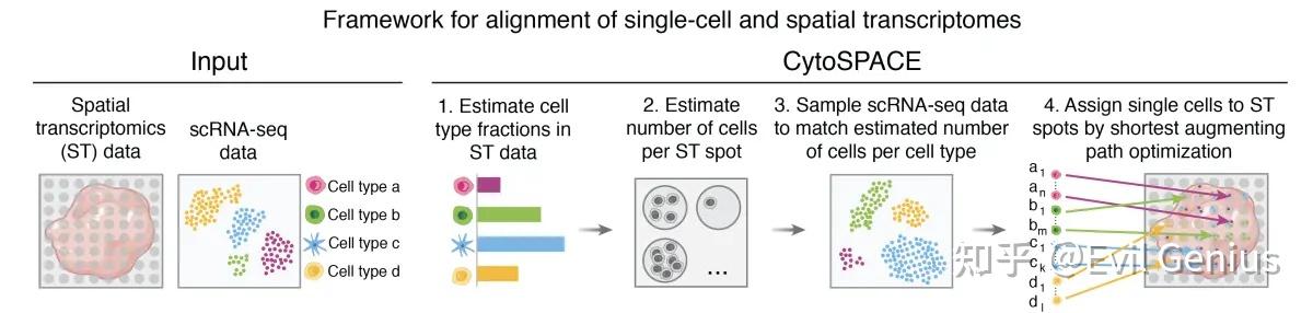 单细胞、空间、外显子解析TP53突变重构肺腺癌细胞图谱 - 知乎