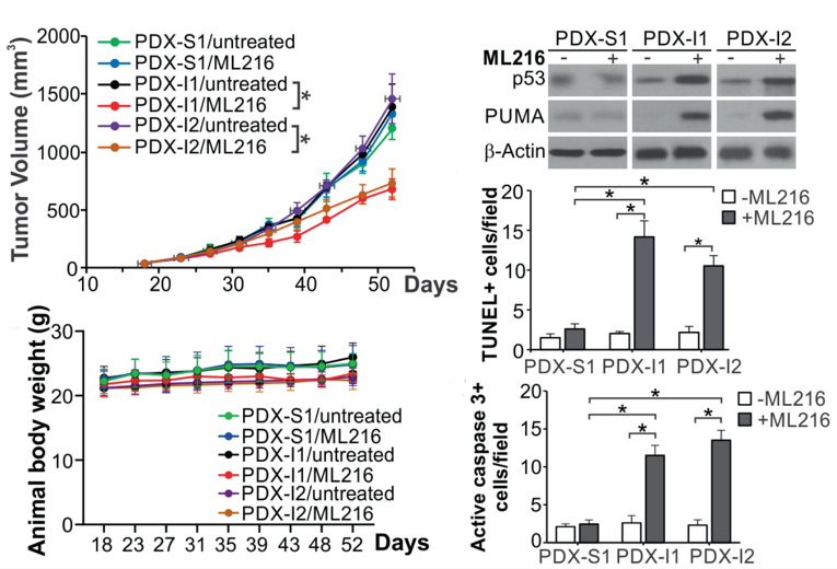 专家点评 PNAS︱张林/余健团队揭秘WRN在微卫星不稳定肠癌中的合成致死机制 - 知乎
