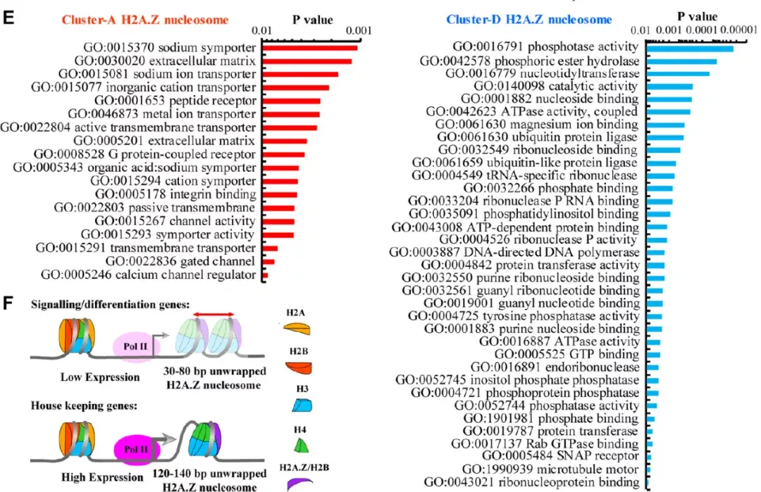 项目文章 | Nucleic Acid Research揭示组蛋白变体H2A.Z调控体内核小体的展开 - 知乎
