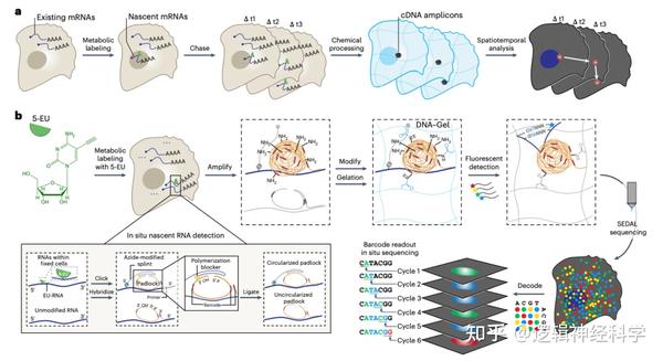 Nat Methods︱麻省理工学院王潇团队开发时空转录组测序技术并在亚细胞水平揭示RNA动力学图谱 - 知乎