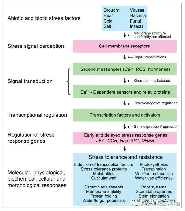 植物转录因子研究策略及方法 - 知乎
