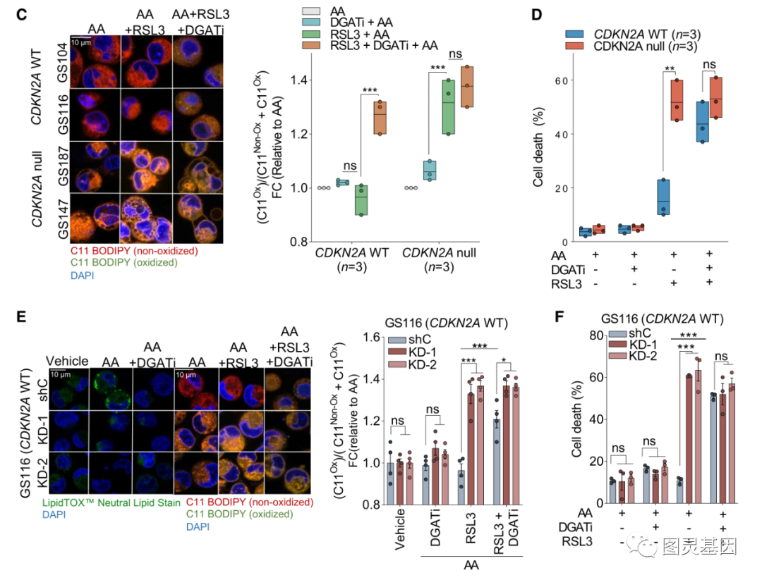 Can Cell | CDKN2A基因缺失重塑脂质代谢，诱发胶质母细胞瘤铁死亡 - 知乎
