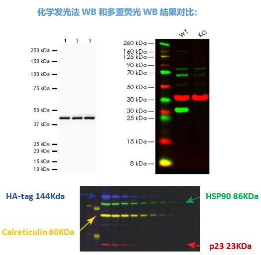 荧光二抗和荧光WB更配 - 知乎