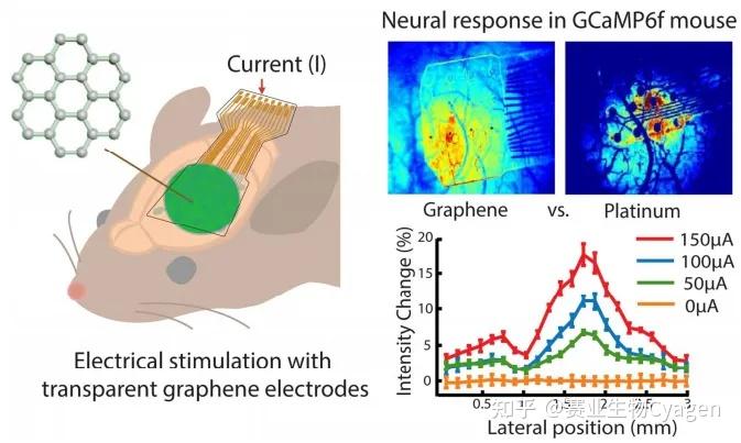 新一代荧光蛋白工具鼠：从光控神经到命运追踪，它们正在改写生命科学 - 知乎